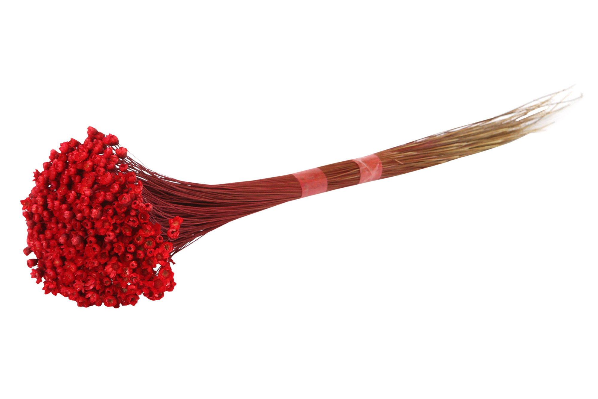 BOUQUET FLOR SEMPRE-VIVA DESIDRATADA 1UN VERMELHO
